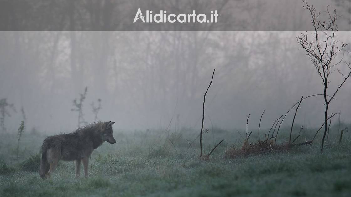 Alidicarta.it - Testo: Carne ed ossa, di libre et sauvage